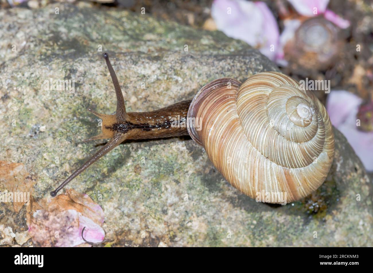 Endemic sp hi-res stock photography and images - Alamy
