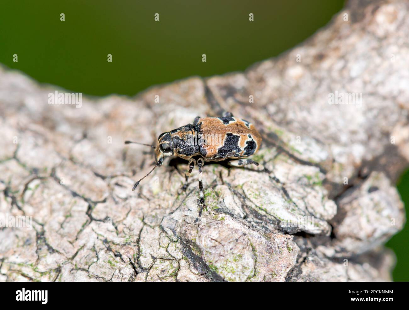 Japanese Fungus Beetle, Anthribidae (Acorynus poecilus aka Tropideres ...