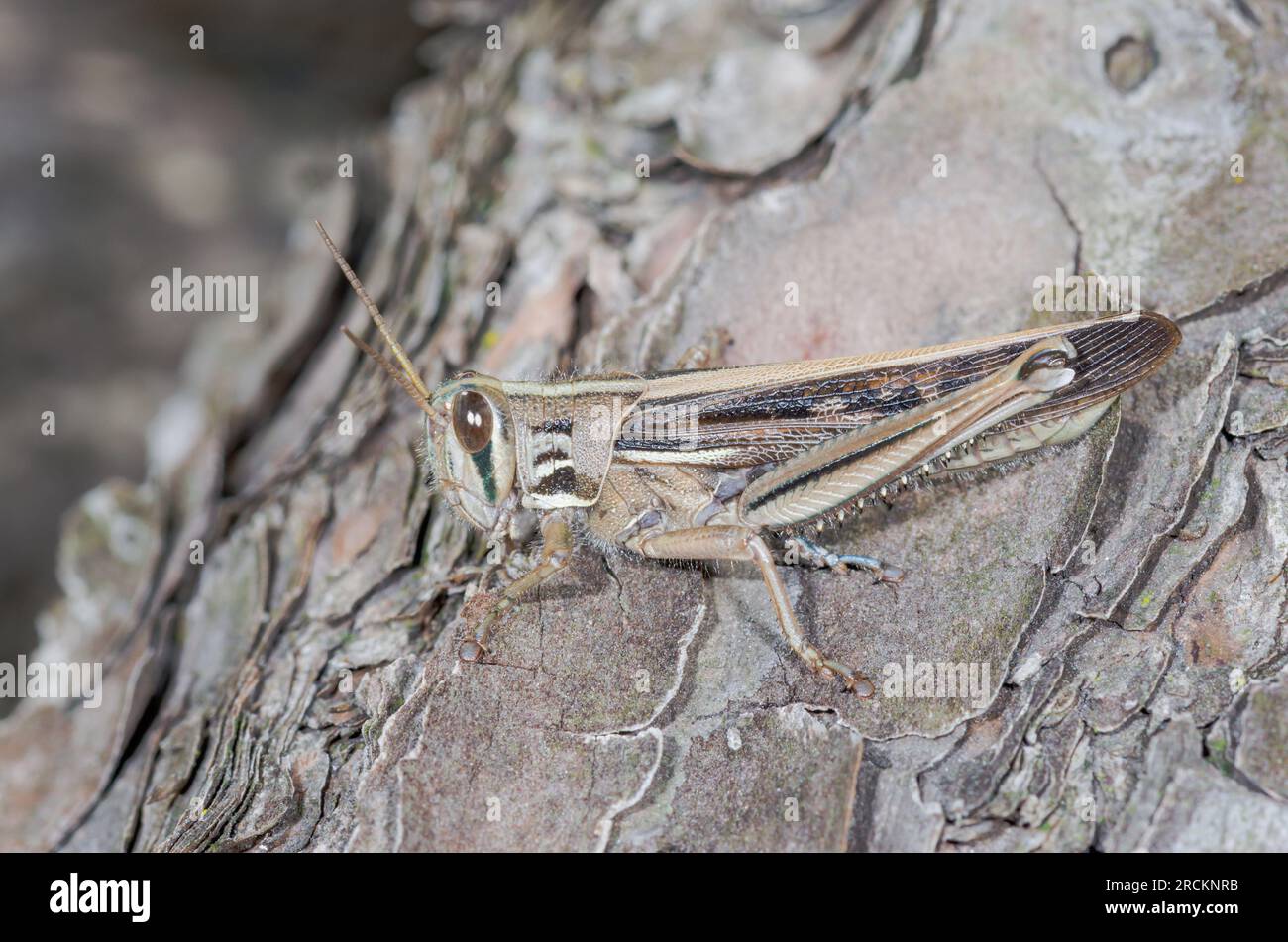 Japanese Grasshopper, Acrididae (Patanga japonica), Kobe, Japan Stock ...
