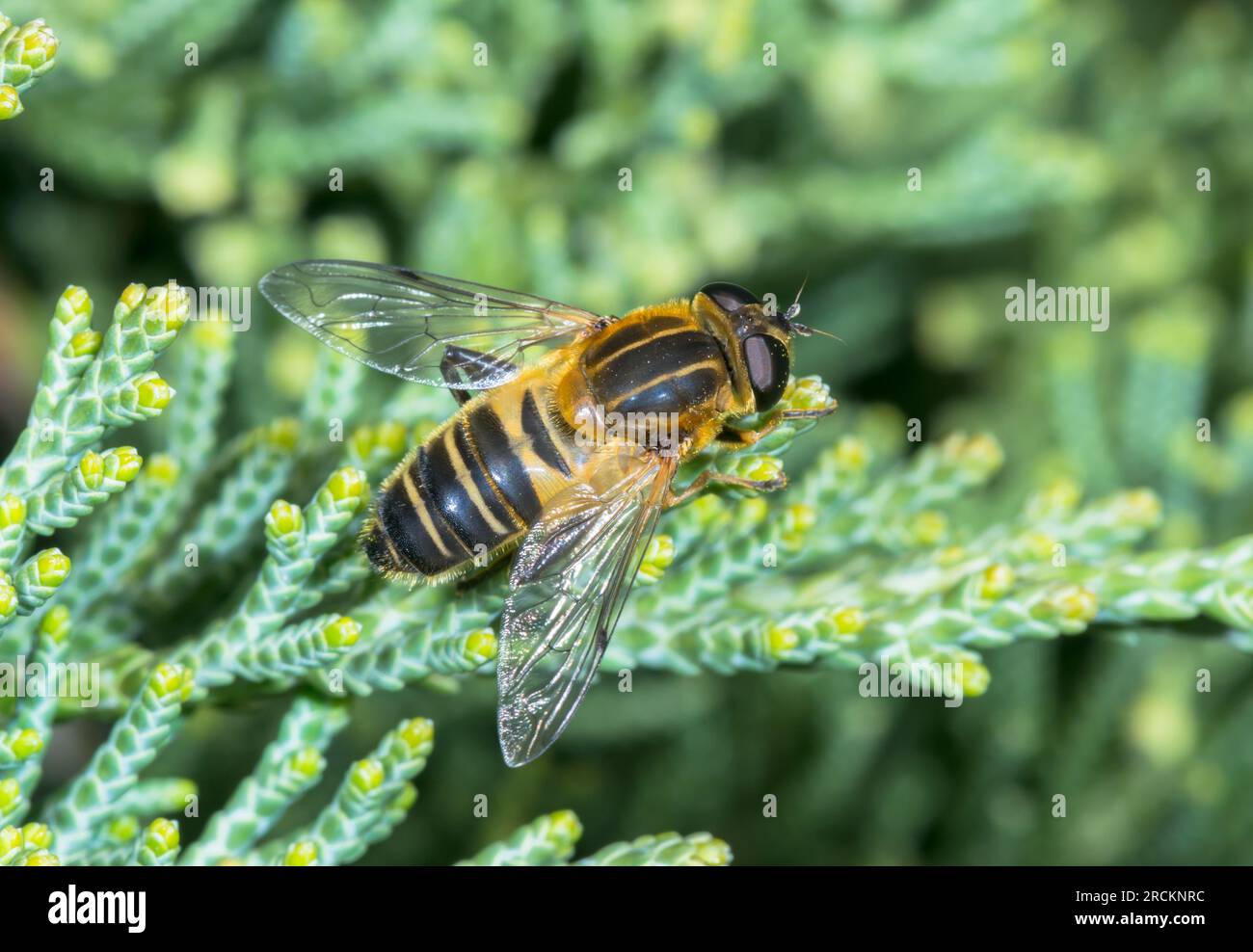 Japanese Hoverfly, Syrphidae (Helophilus virgatus), Kobe, Japan Stock ...