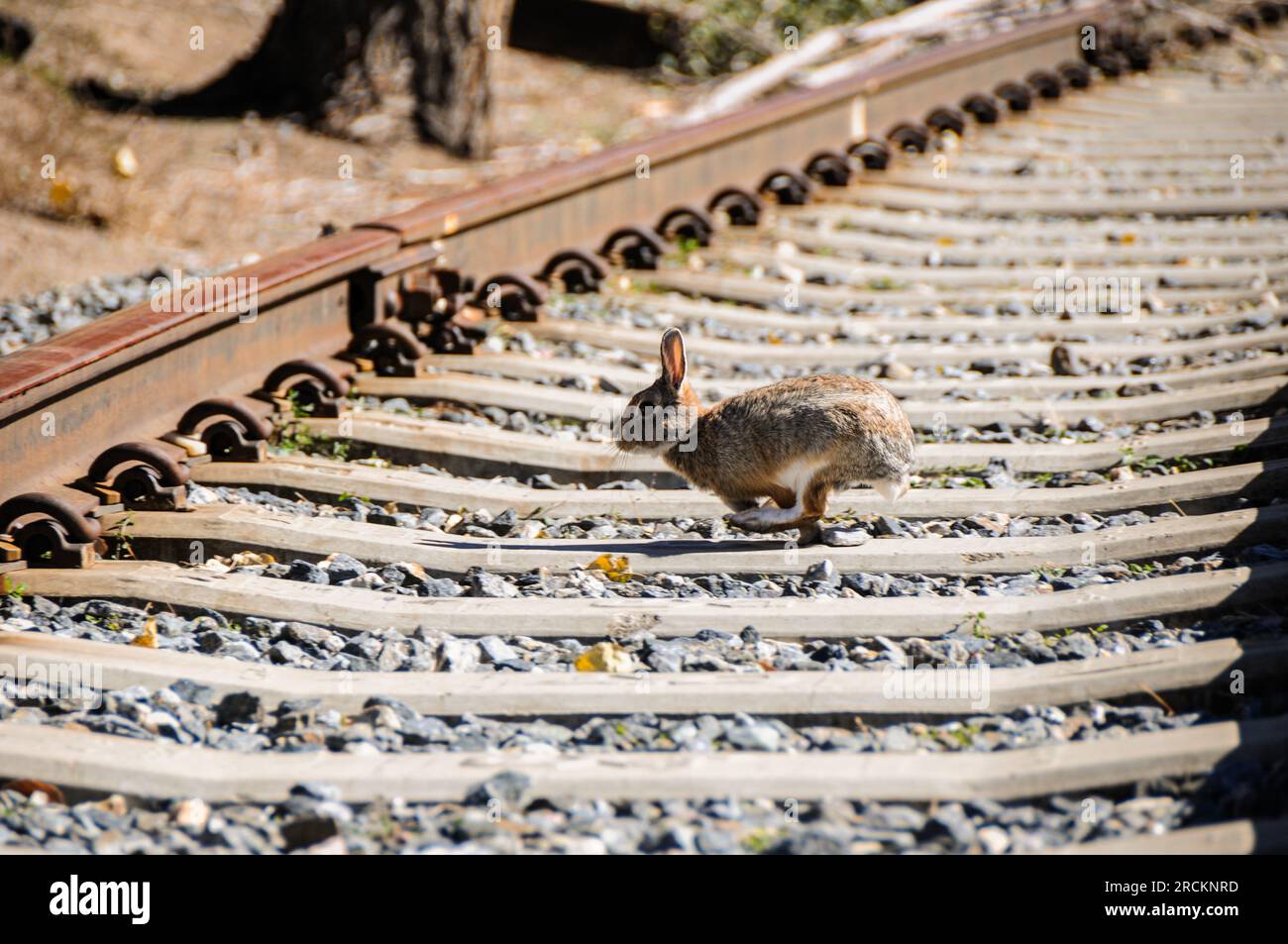 Bunny crossing tracks hi-res stock photography and images - Alamy