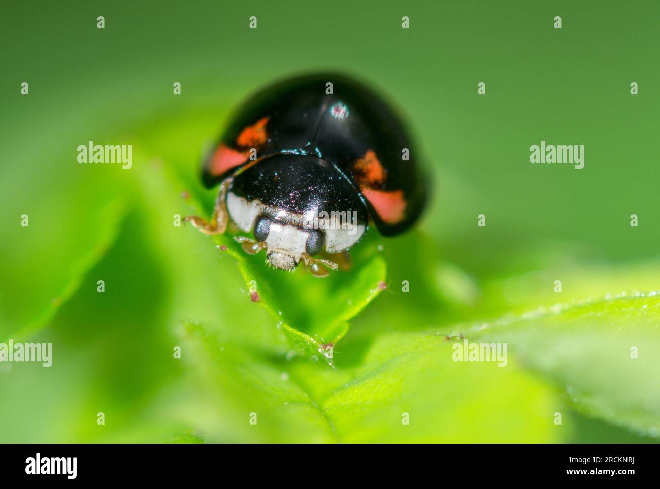 Menochilus sexmaculatus hi-res stock photography and images - Alamy