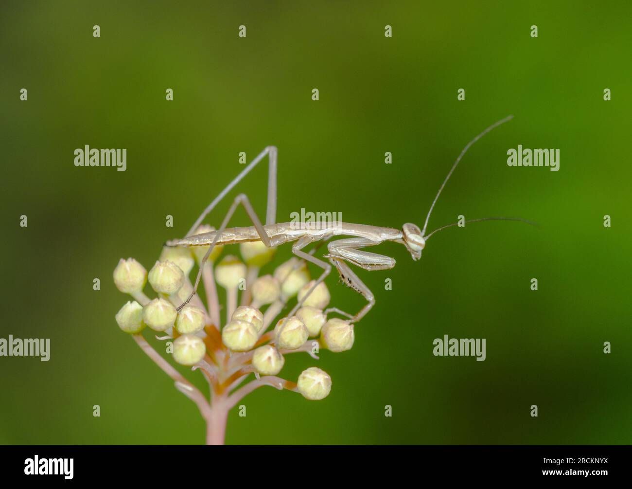 Mantidae hi-res stock photography and images - Alamy