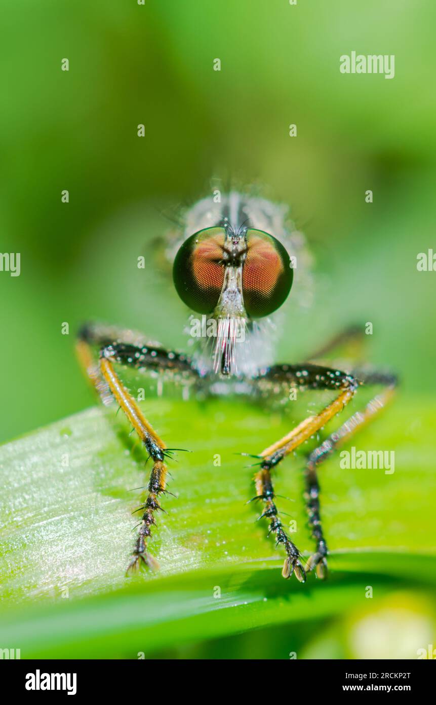 Compound eyes of Japanese Robberfly (Neoitamus angusticornis) Female ...