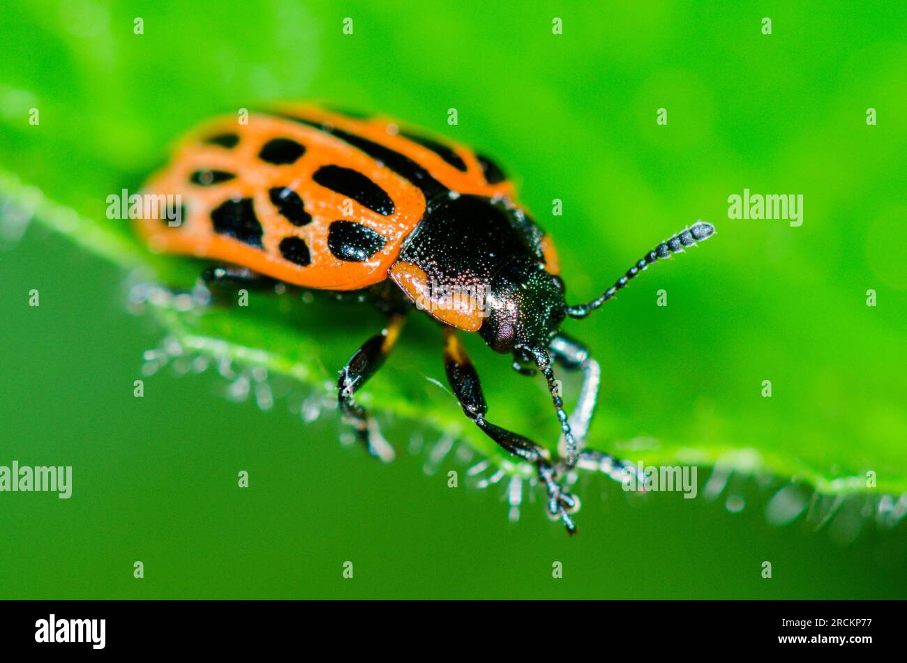 JAPANESE Spotted Willow Leaf Beetle RED Form (Chrysomela ...