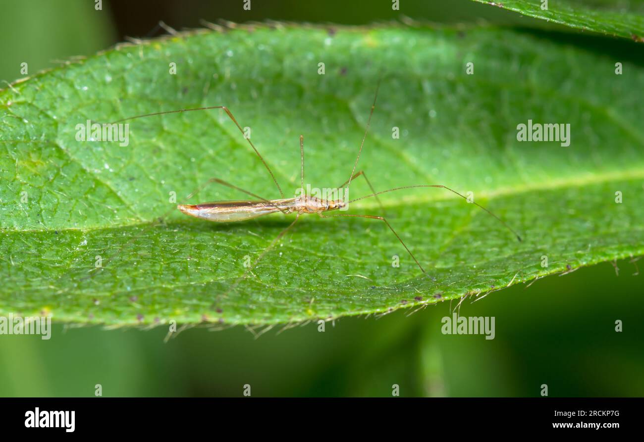 Japanese stilt bug hi-res stock photography and images - Alamy