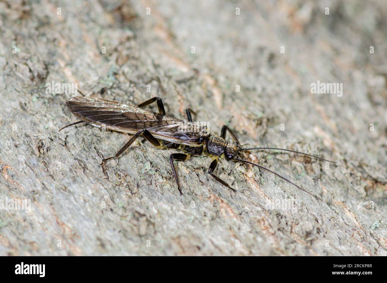 Japanese stonefly hi-res stock photography and images - Alamy