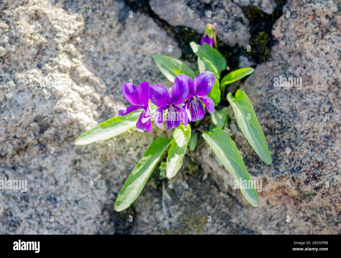 JAPANESE Violet (Viola mandshurica var. triangularis). Violaceae. Kobe ...