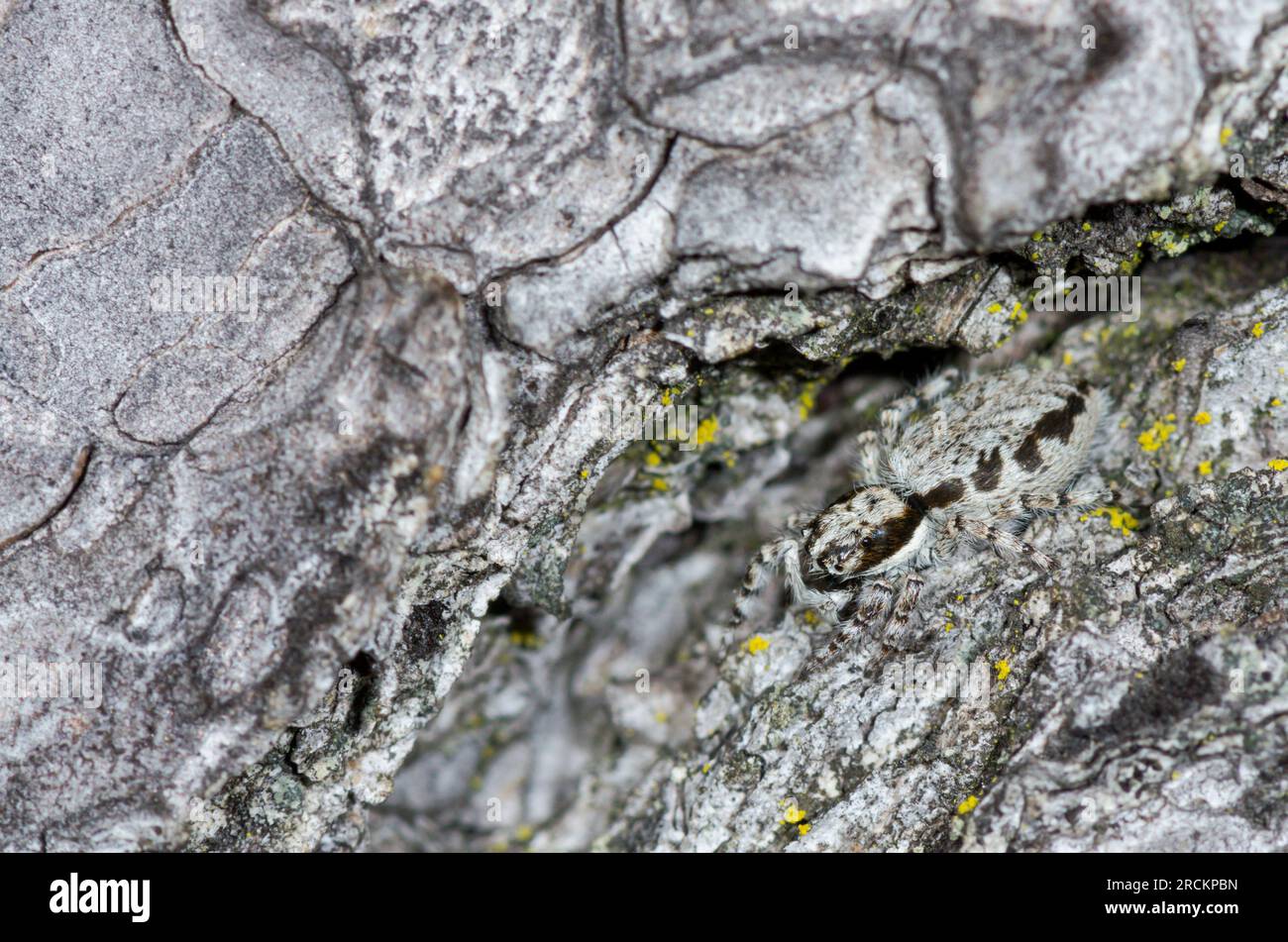 Camouflaged Japanese Wall Jumping Spider, Salticidae (Menemerus fulvus ...