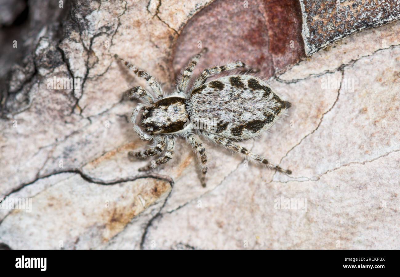 Japanese Wall Jumping Spider, Salticidae (Menemerus cf. fulvus) Female ...
