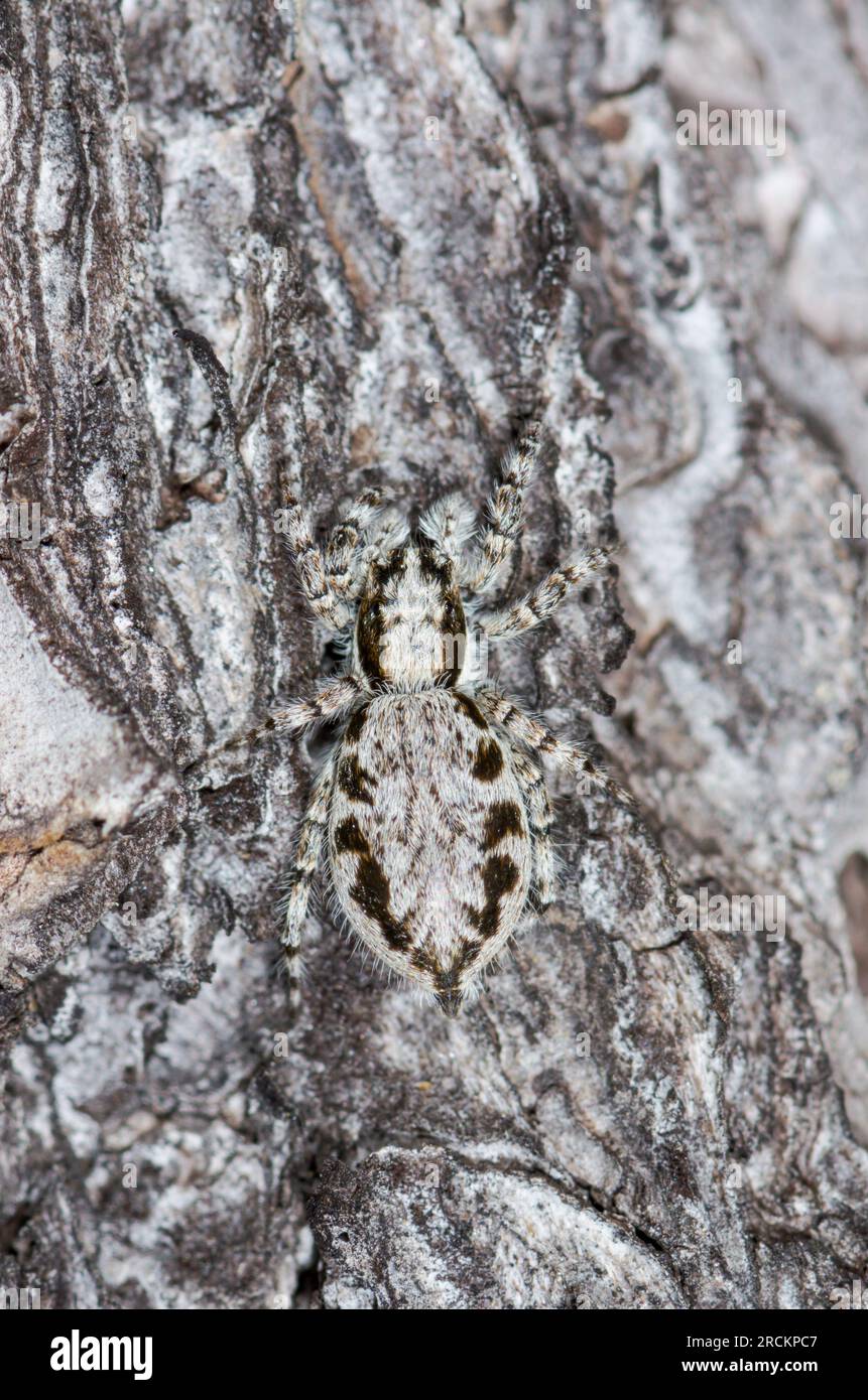 Japanese Wall Jumping Spider, Salticidae (Menemerus cf fulvus) Female ...