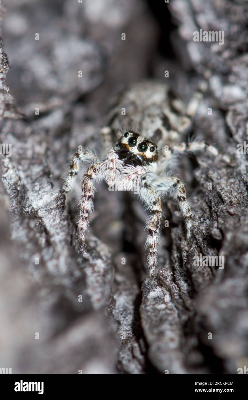 Menemerus fulvus hi-res stock photography and images - Alamy