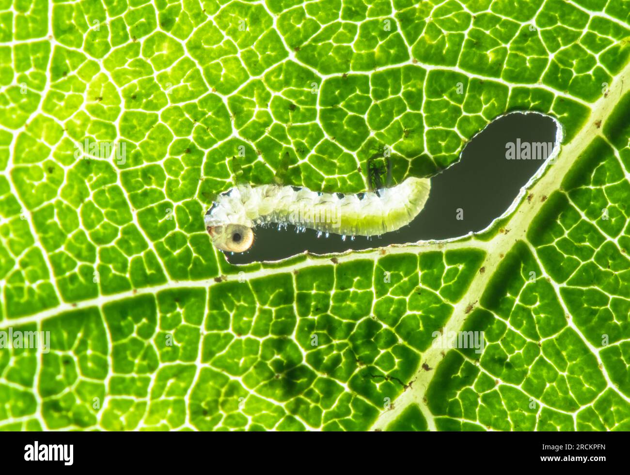 Sawfly Larva feeding on Birch Leaf making hockey stick hole (Hemichroa ...
