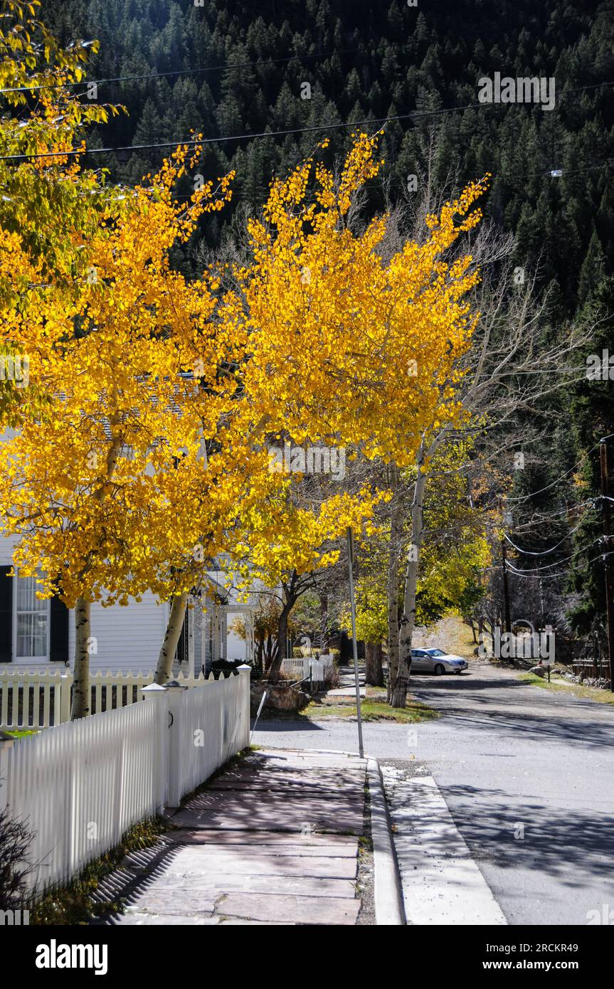 Fall colors of Aspen trees in Georgetown, Colorado, in Autumn Stock ...