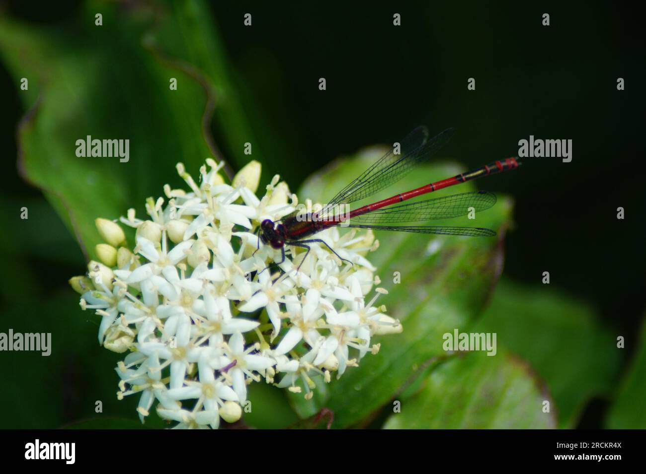 Adonis body hi-res stock photography and images - Alamy