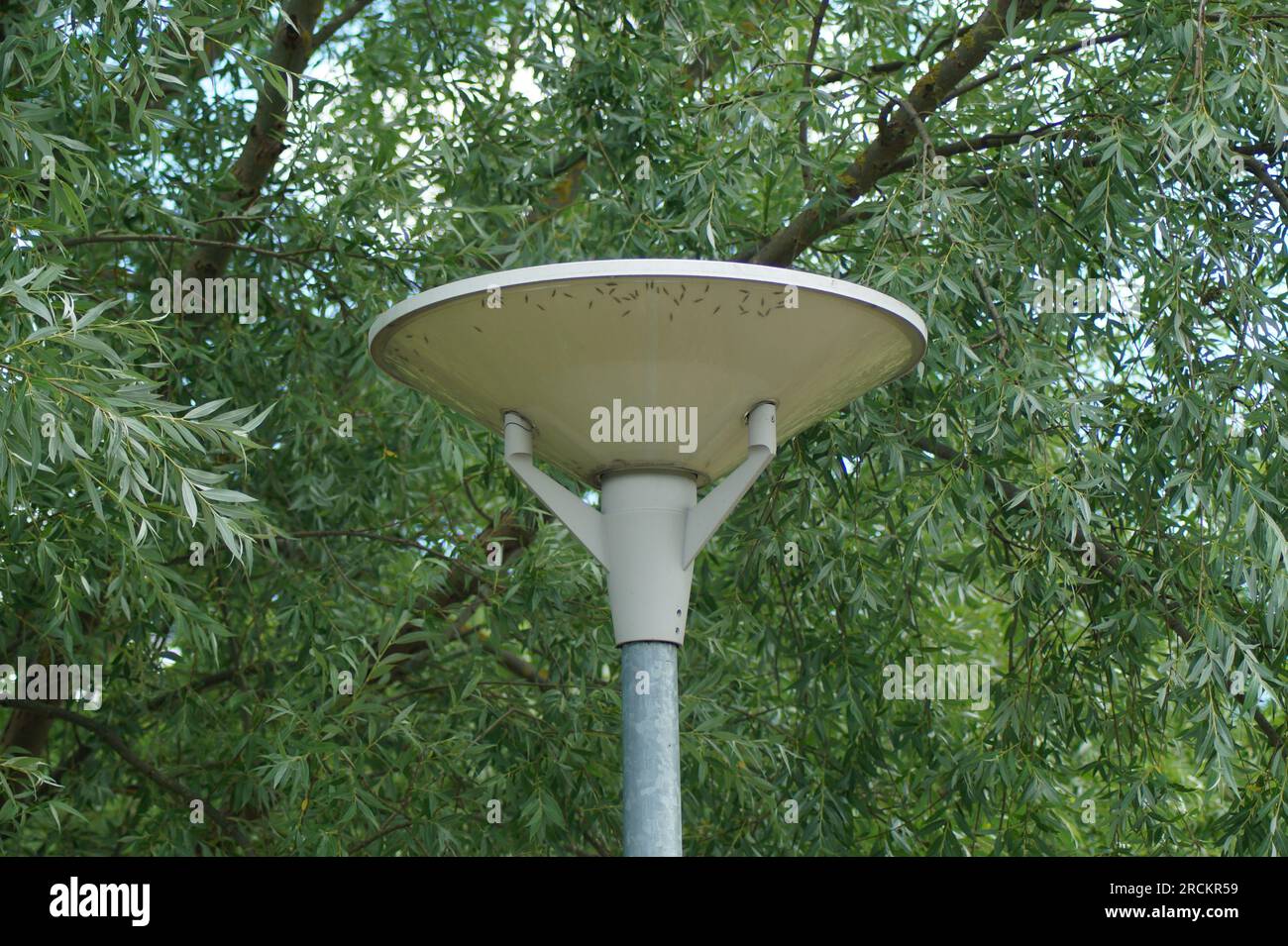 Street lamp and insects hi-res stock photography and images - Alamy