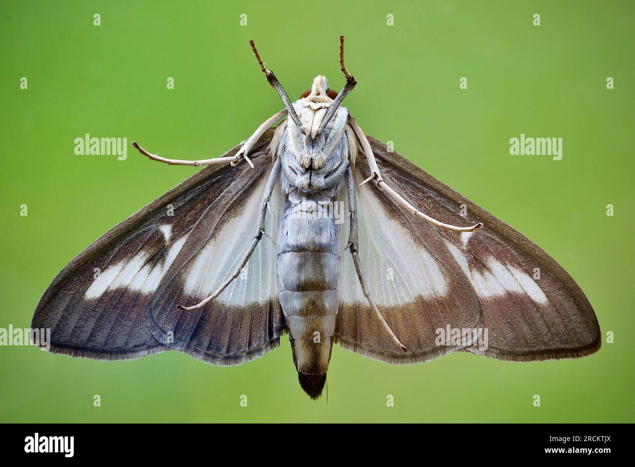 Box tree moth hi-res stock photography and images - Alamy