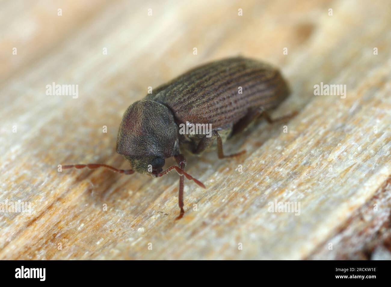 Woodworm beetle hi-res stock photography and images - Alamy