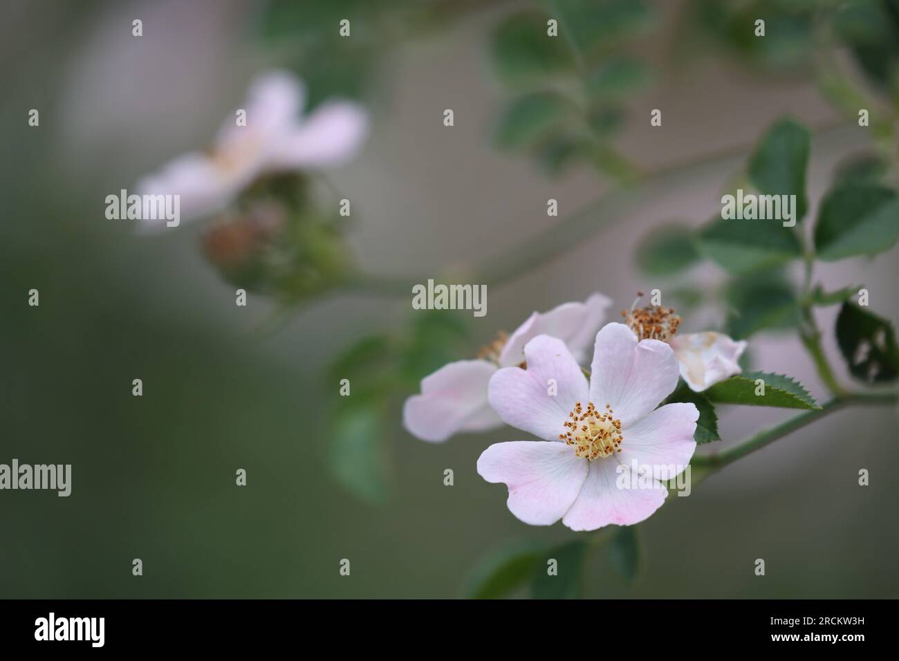 common dogrose rosa canina flower pretty in rose Stock Photo - Alamy