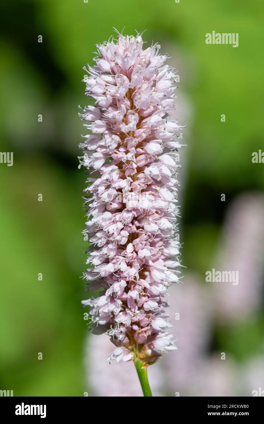 Macro shot of a common bistort (bistorta officinalis) flower in bloom ...