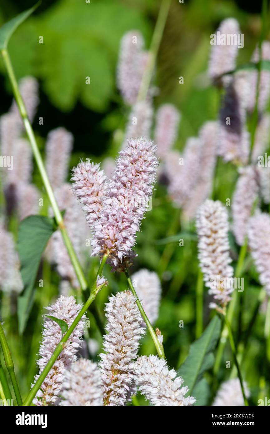 Macro shot of a common bistort (bistorta officinalis) flower in bloom ...