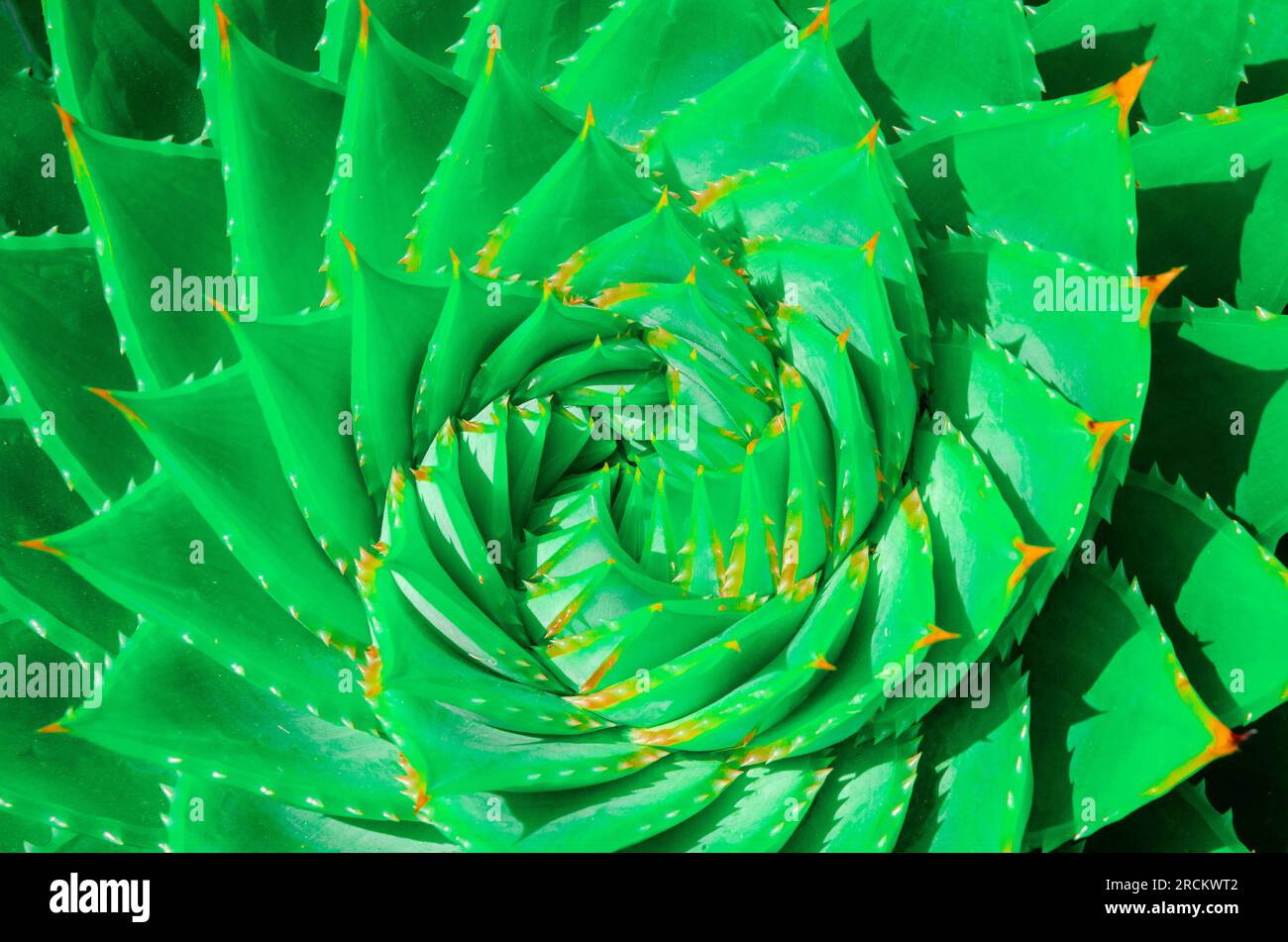 An Aloe Polyphylla Spiral Plant, spiral aloe, kroonaalwyn, lekhala ...