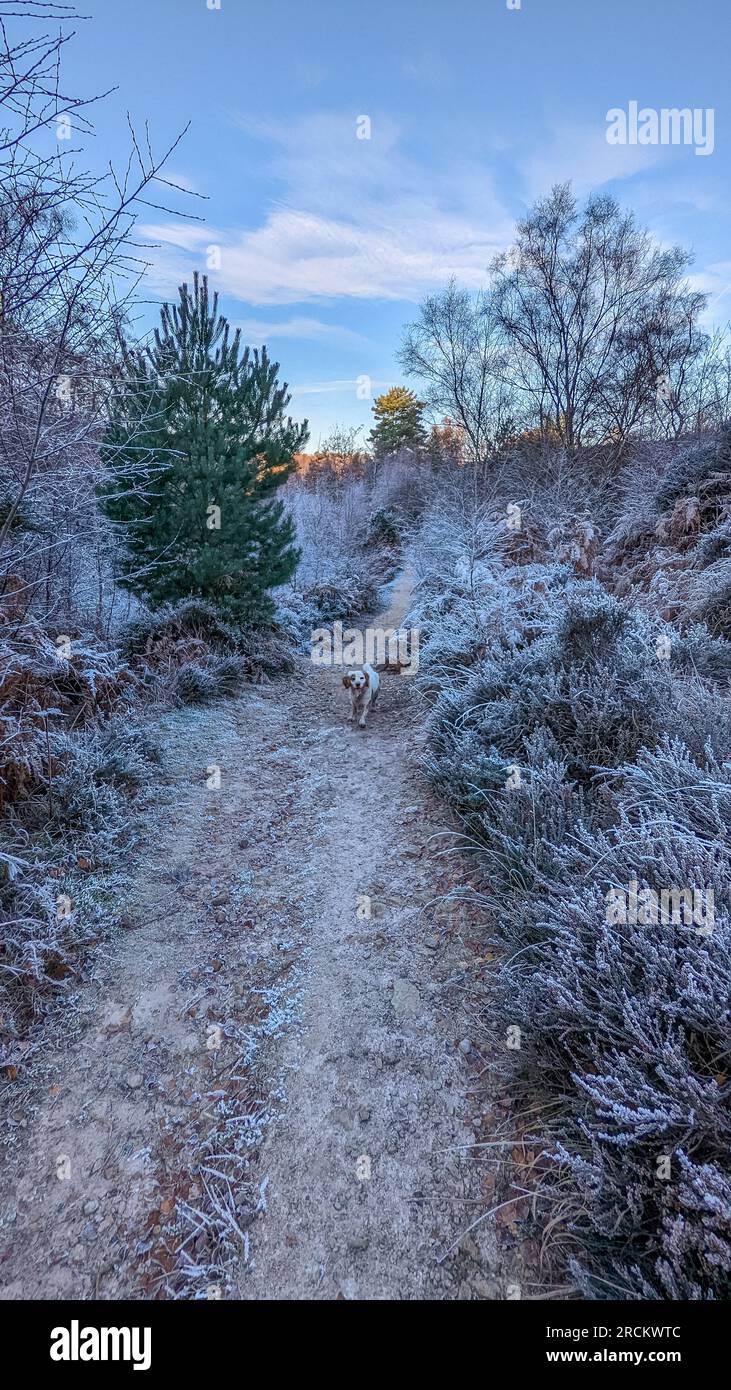 Views of the Devils Punchbowl winter frost sunlight glistening foliage colour cold frozen Stock ...
