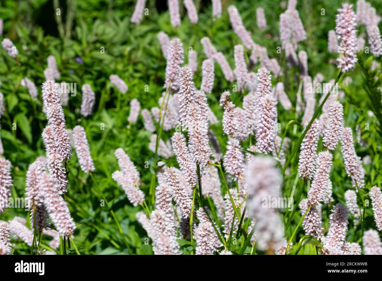 Close up of common bistort (bistorta officinalis) flowers in bloom ...