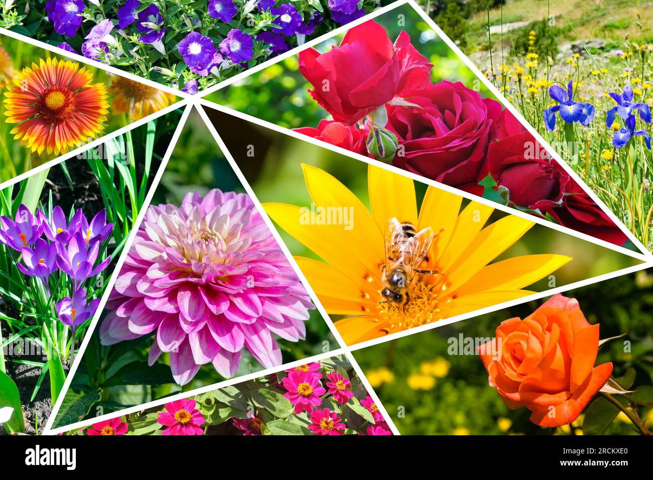 Bright photo collage of garden flowers Stock Photo - Alamy