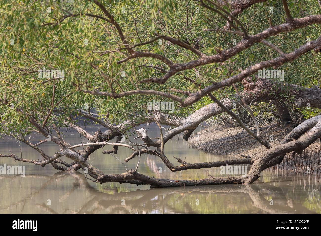 Mangrove tree in the forest.this photo was taken from sundarbans ...