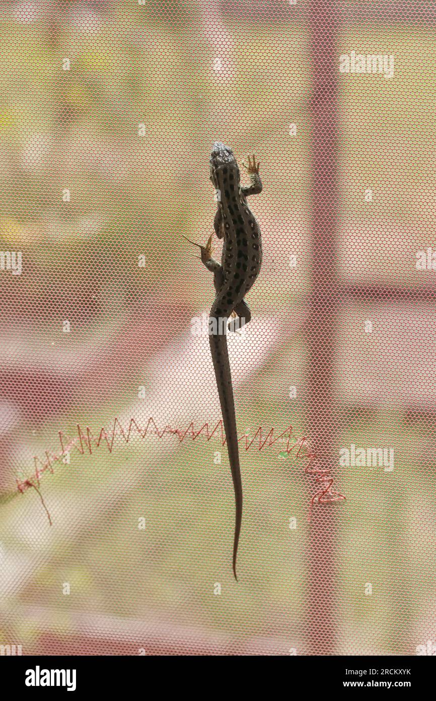 Gecko on curtain hi-res stock photography and images - Alamy