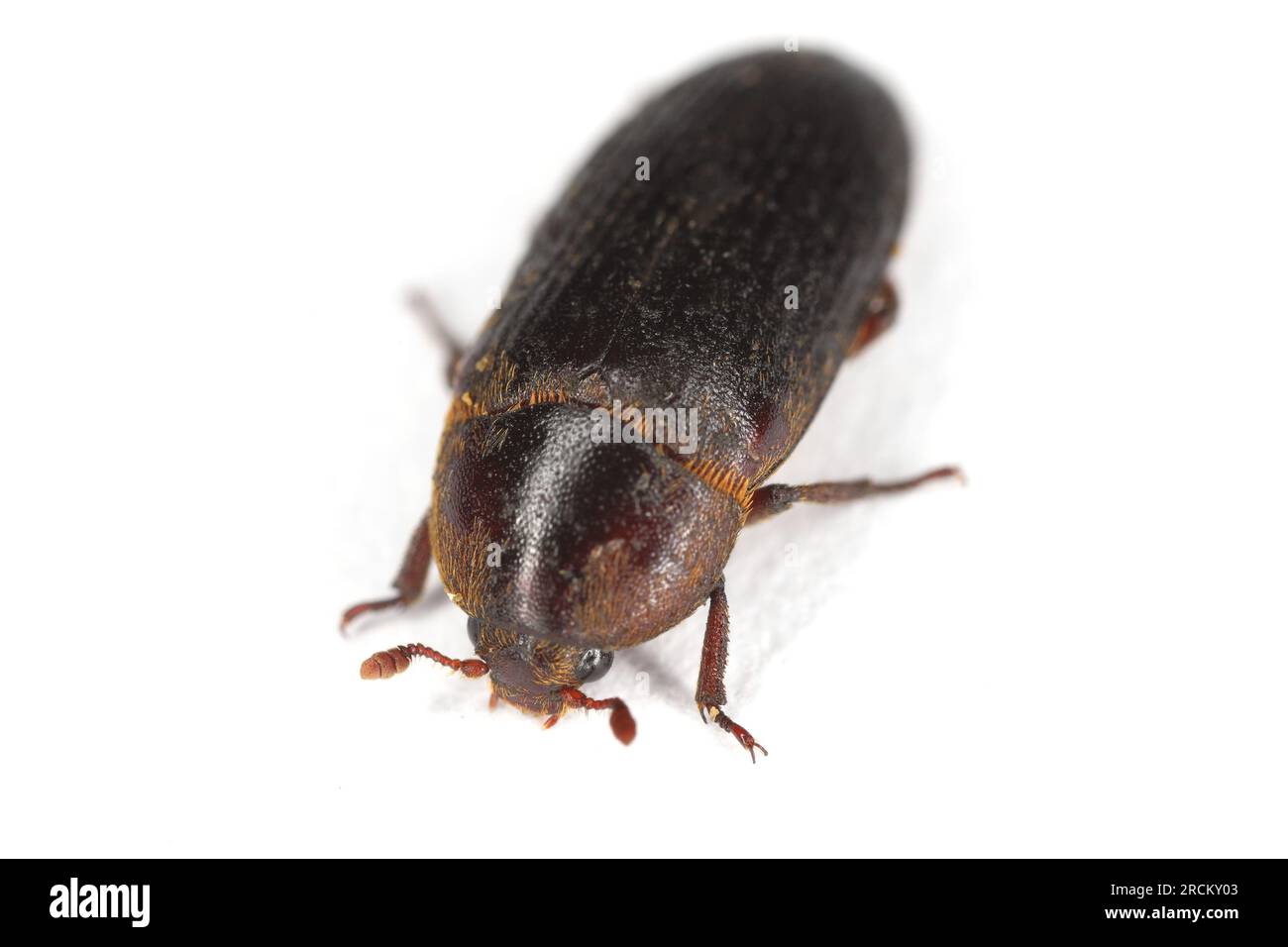 Dermestes lardarius Cut Out Stock Images & Pictures - Alamy