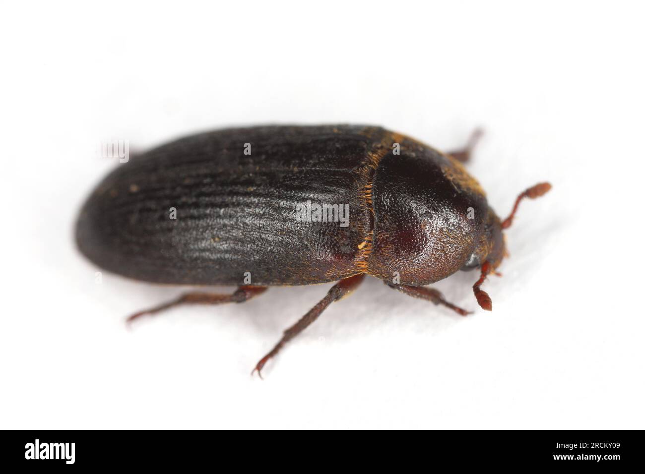 Skin near hi-res stock photography and images - Alamy