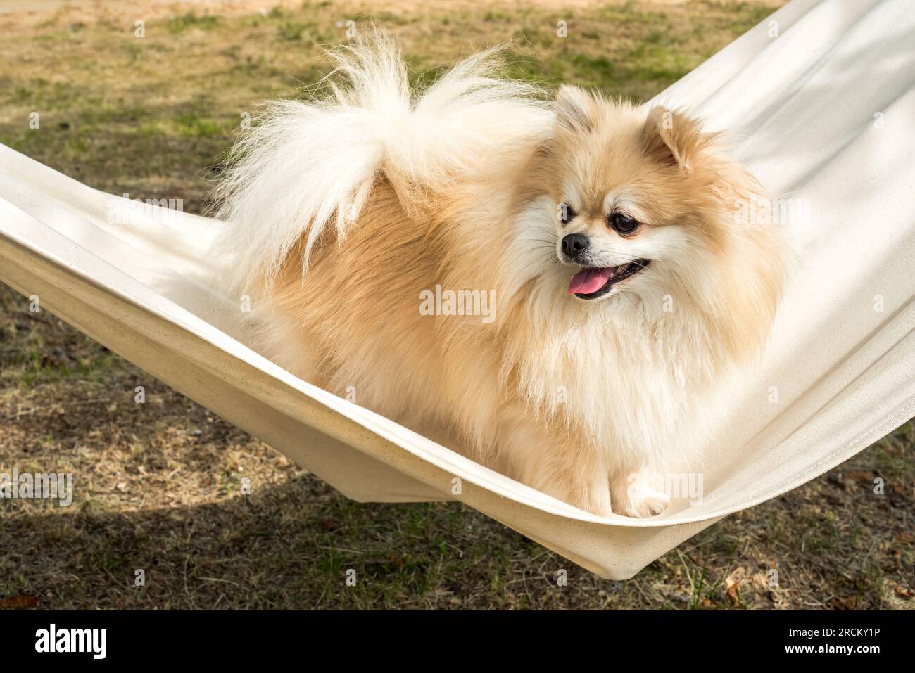 The dog breed pomeranian spitz. Red dog sitting in spring green grass ...