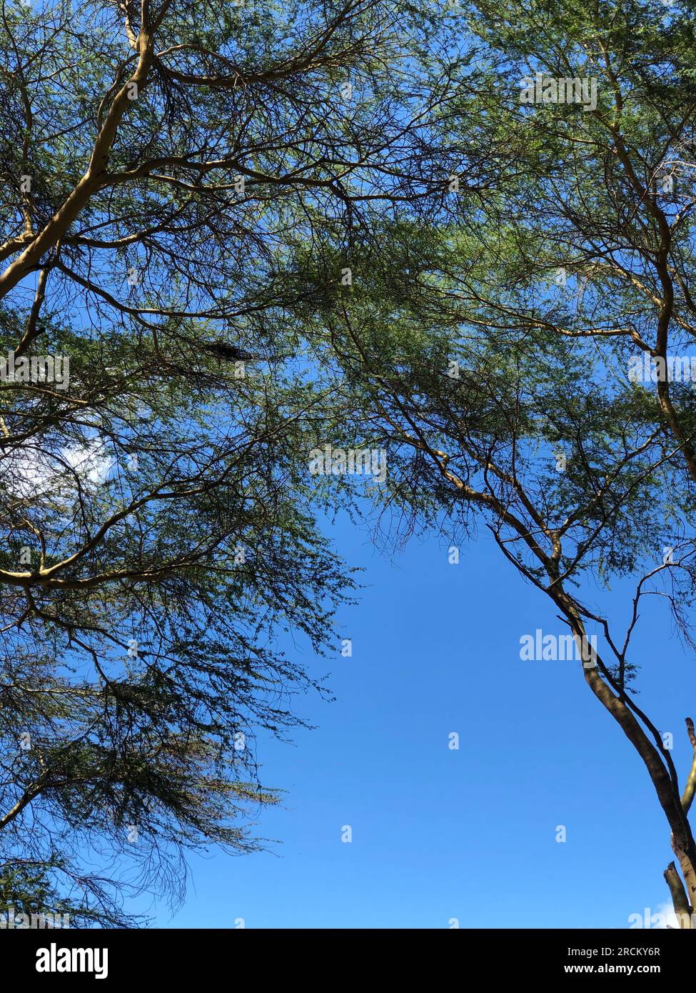 Lake Oloidien Nature preserve in Kenya Oloiden is a very calm and ...