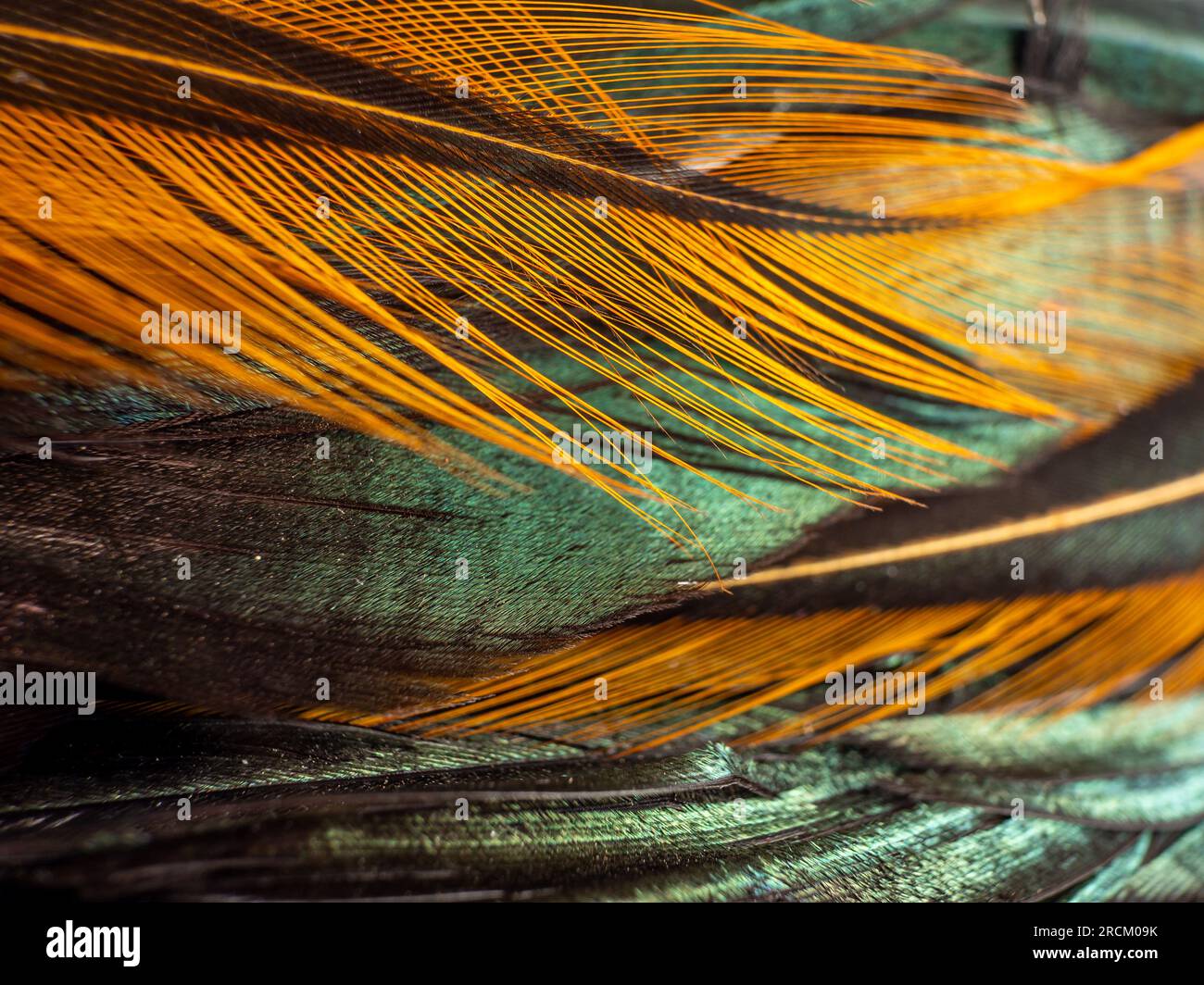 super macro abstract feather background Stock Photo - Alamy