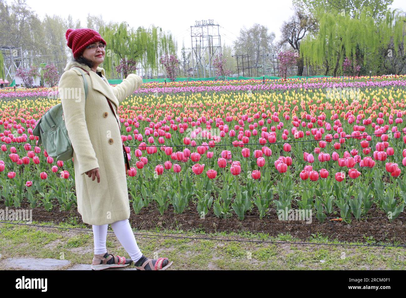 Tulip flower and Tulip festival in Kashmir. Beautiful wall mounting ...