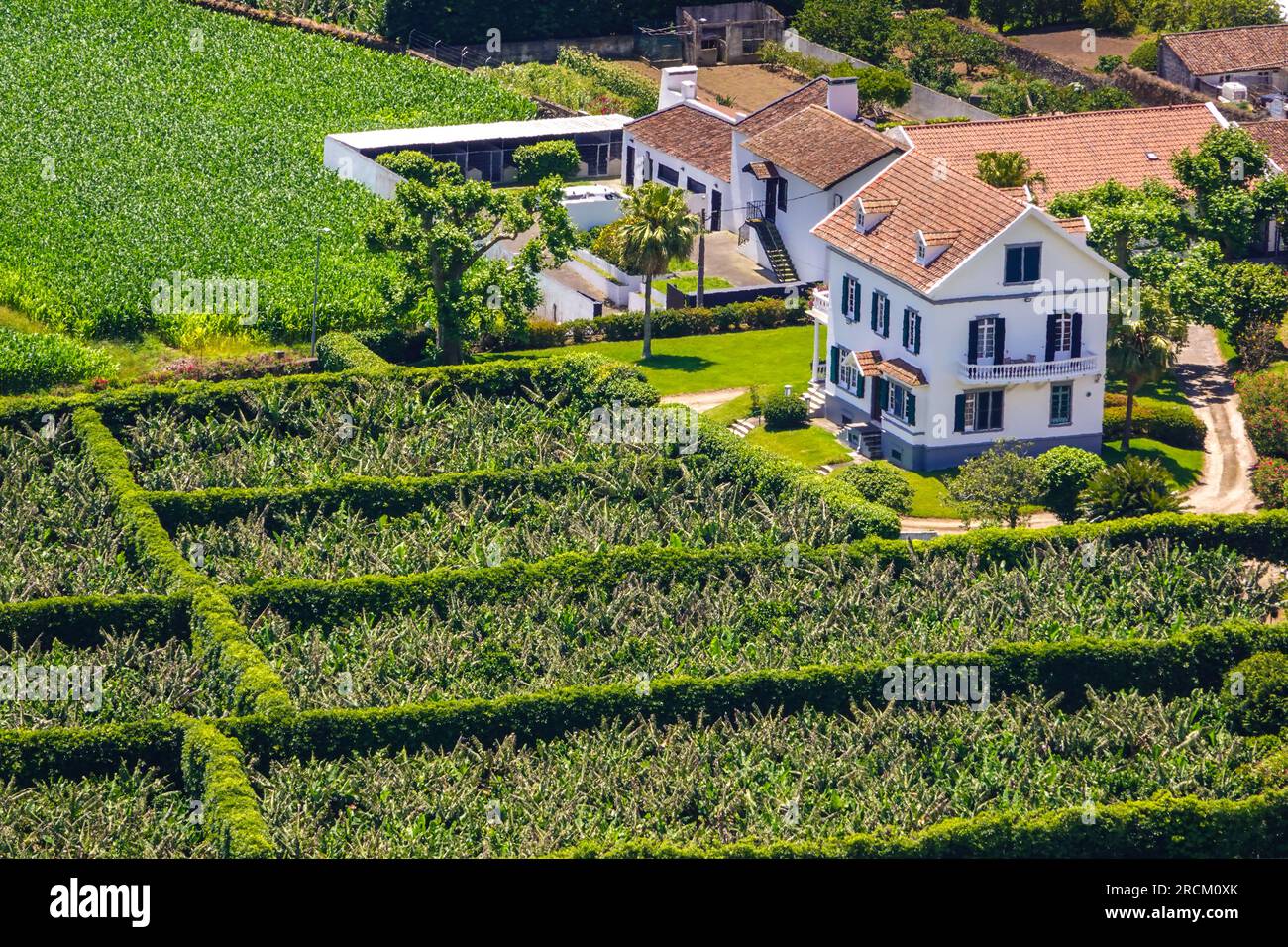 Azores hydrangea farm hi-res stock photography and images - Alamy