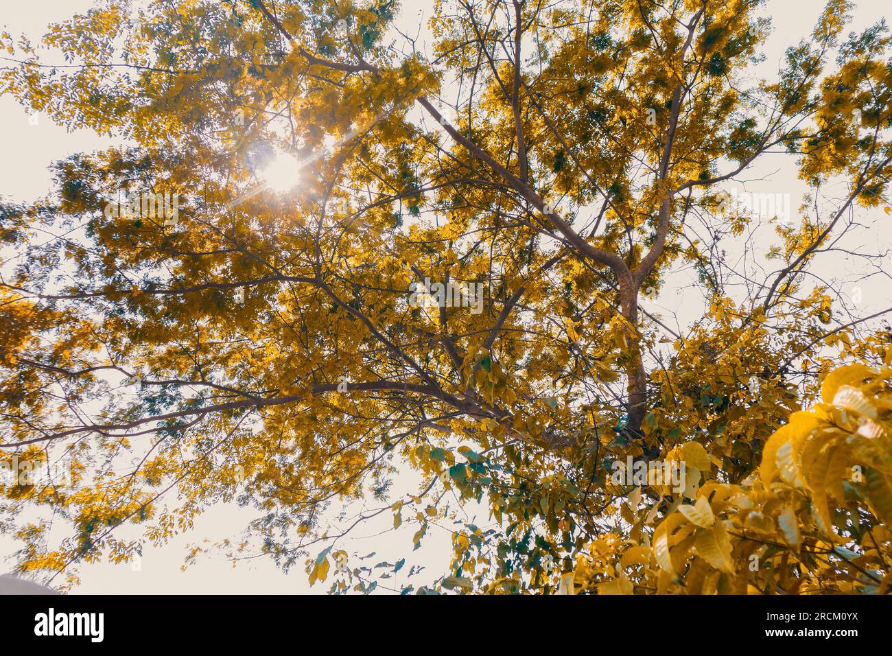 View under a large leafy tree with sunlight Stock Photo - Alamy