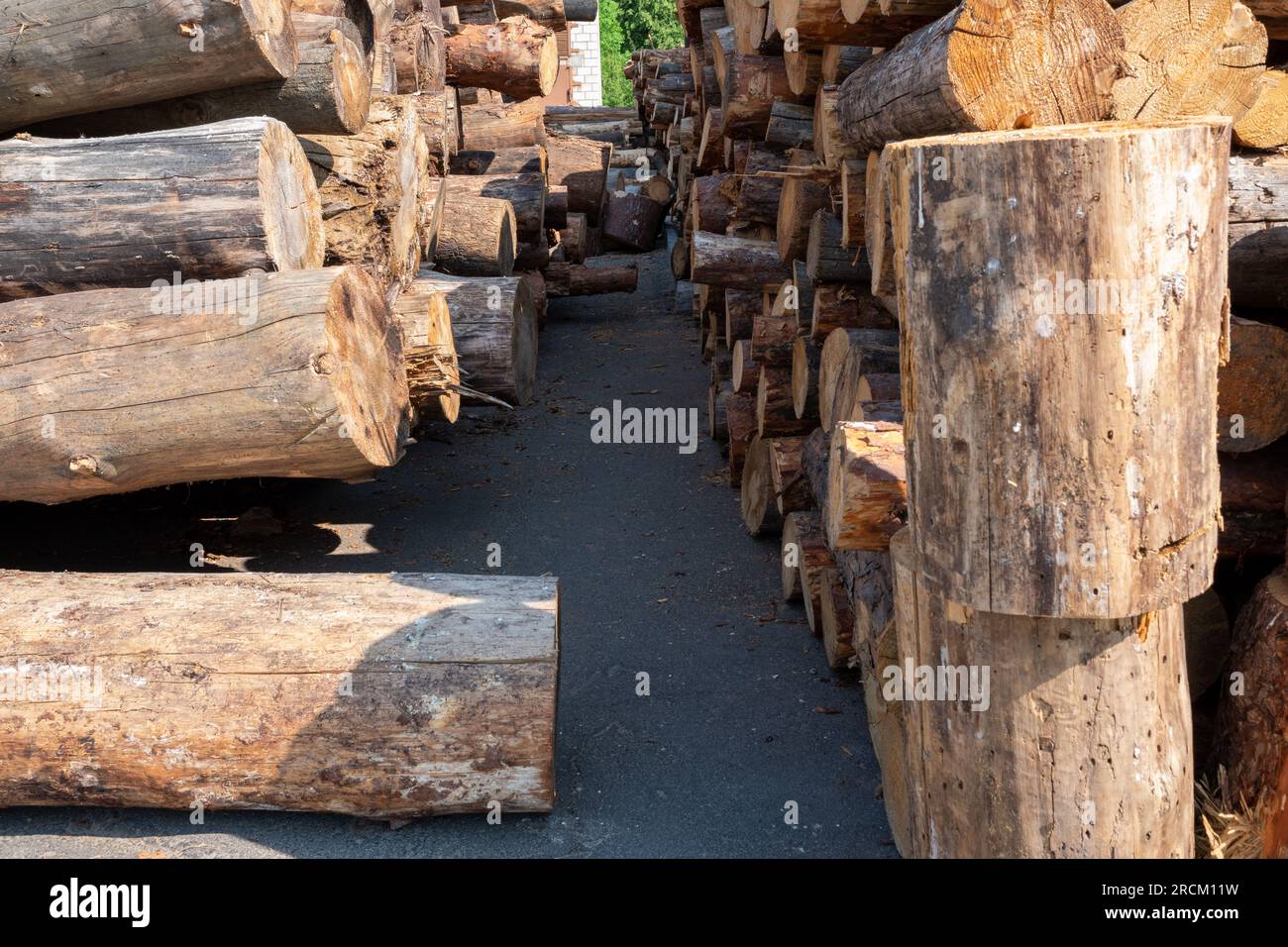 Stacked logs of trees. The concept of environmental safety Stock Photo ...
