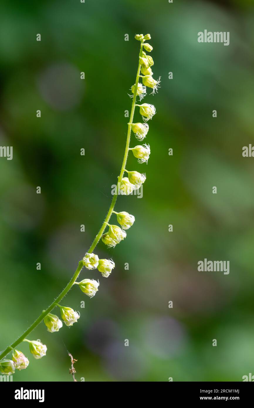 Close up of bigflower tellima (tellima grandiflora) flowers in bloom ...