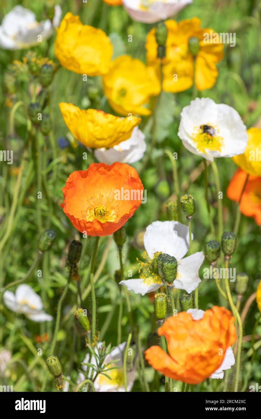 Close up of Icelandic poppies (papaver nudicaule) in bloom Stock Photo ...