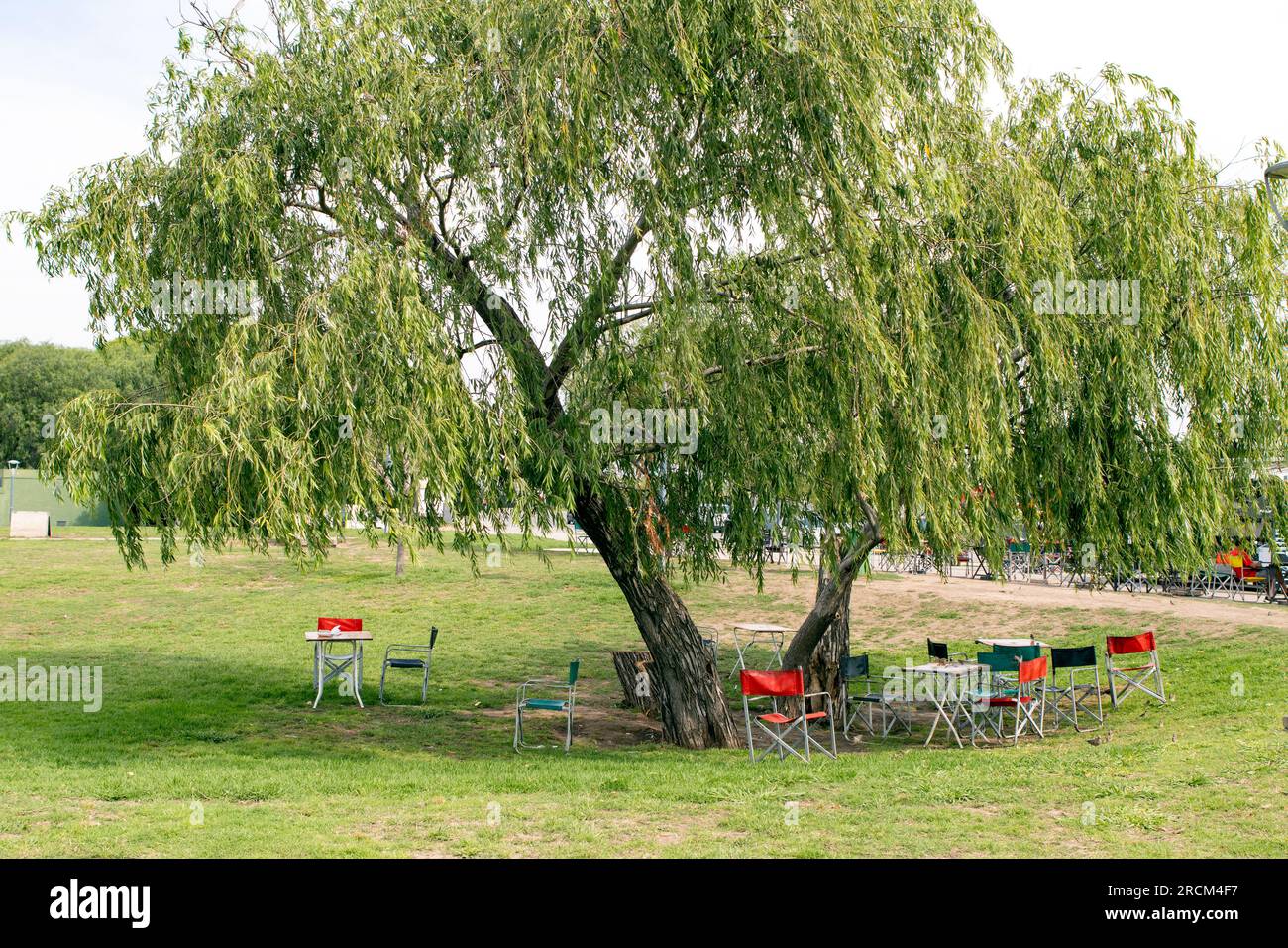 Table chair under tree in hi-res stock photography and images - Alamy