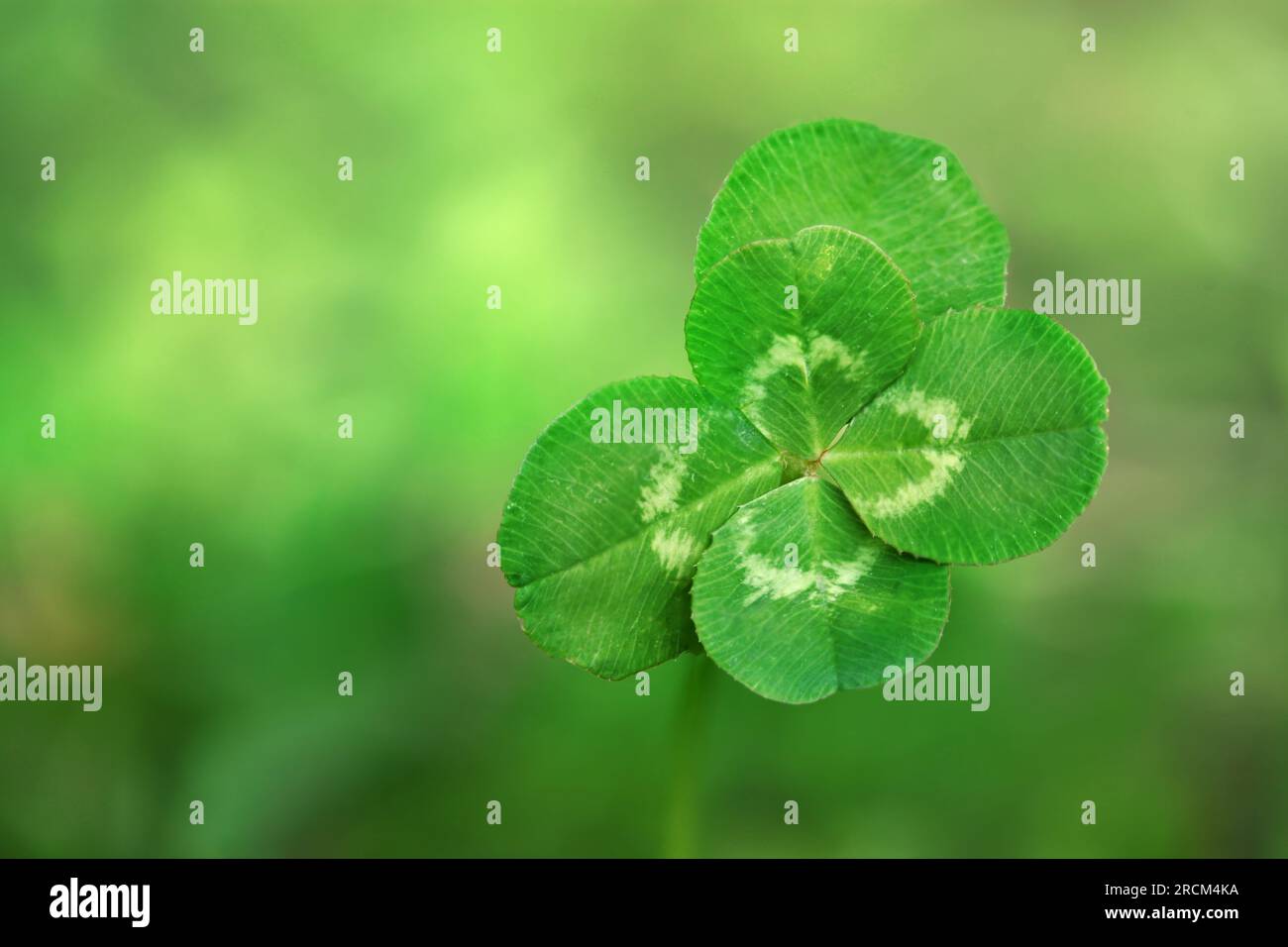 Five leaf lucky clover background Stock Photo - Alamy