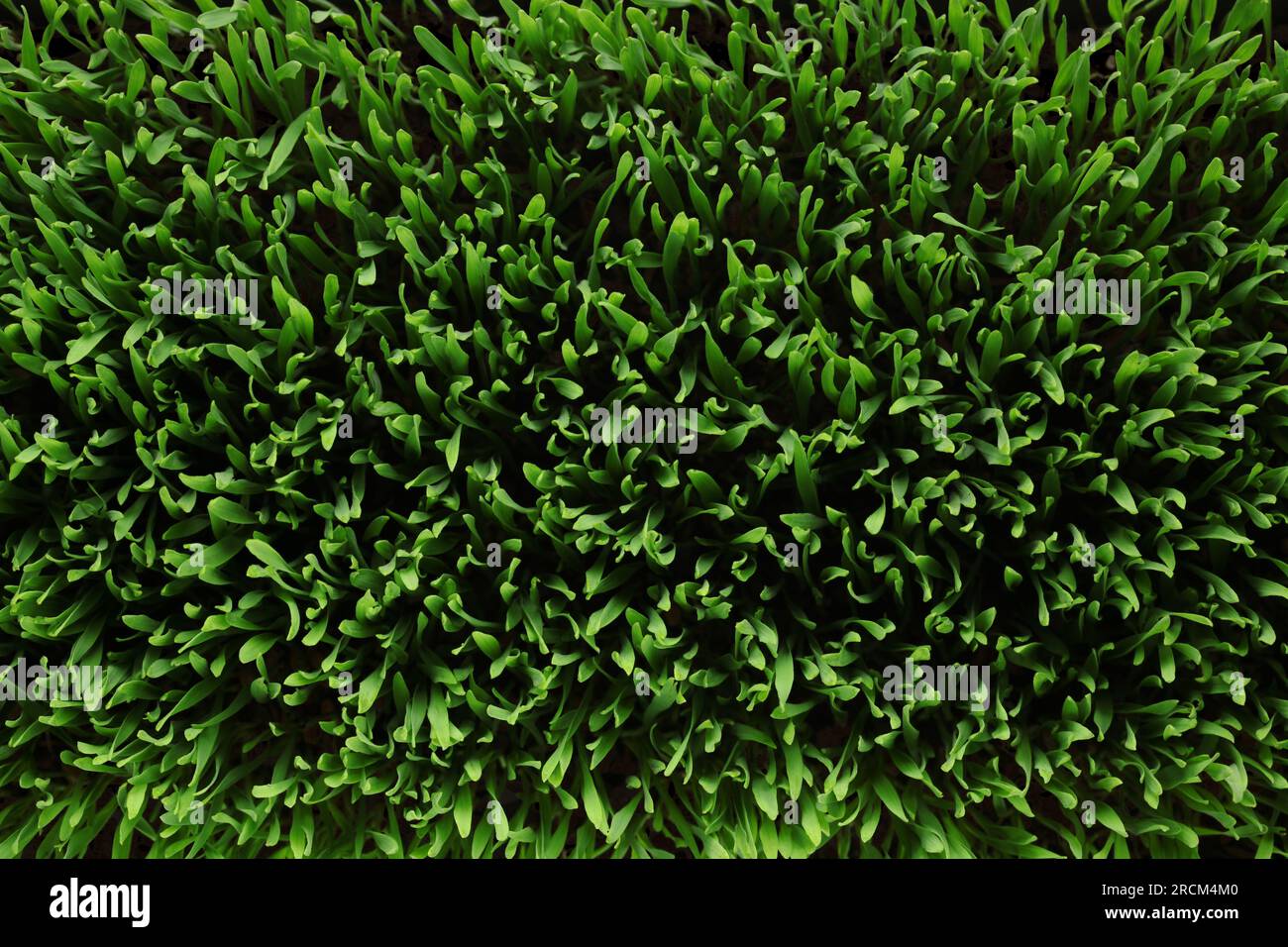 Overhead grass texture hi-res stock photography and images - Alamy