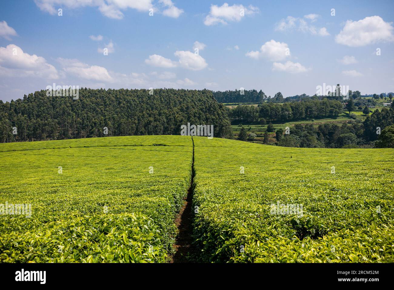 Tea Plantation Farms In Kiambu County Stock Photo - Alamy
