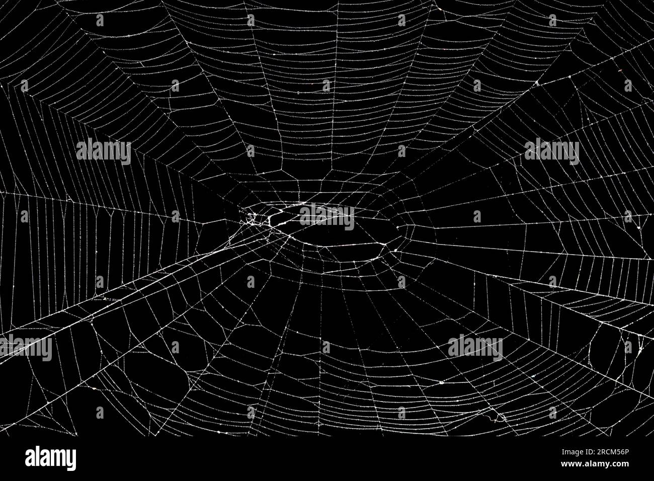 Real spider hi-res stock photography and images - Alamy