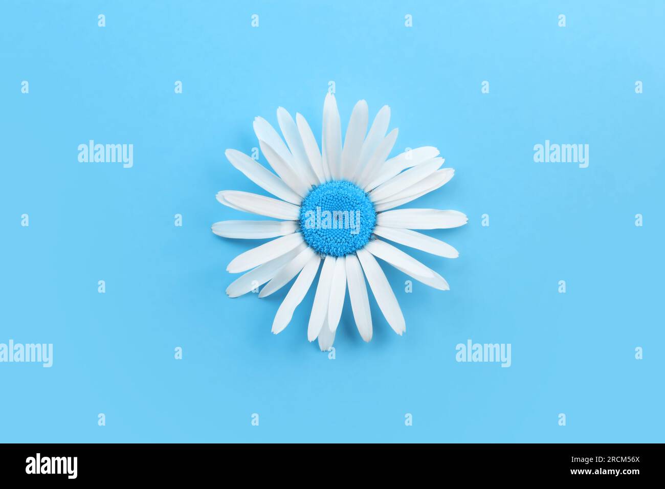 Single blooming daisy with blue center Stock Photo - Alamy