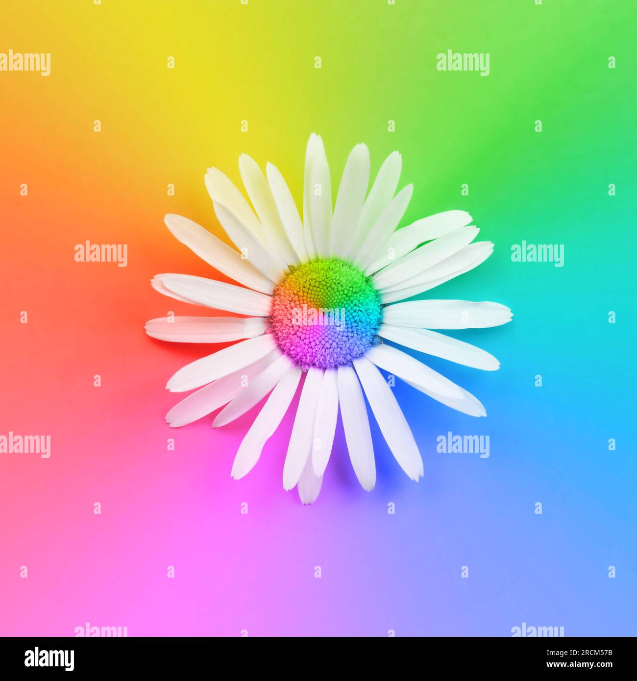 Rainbow colored flower background Stock Photo - Alamy