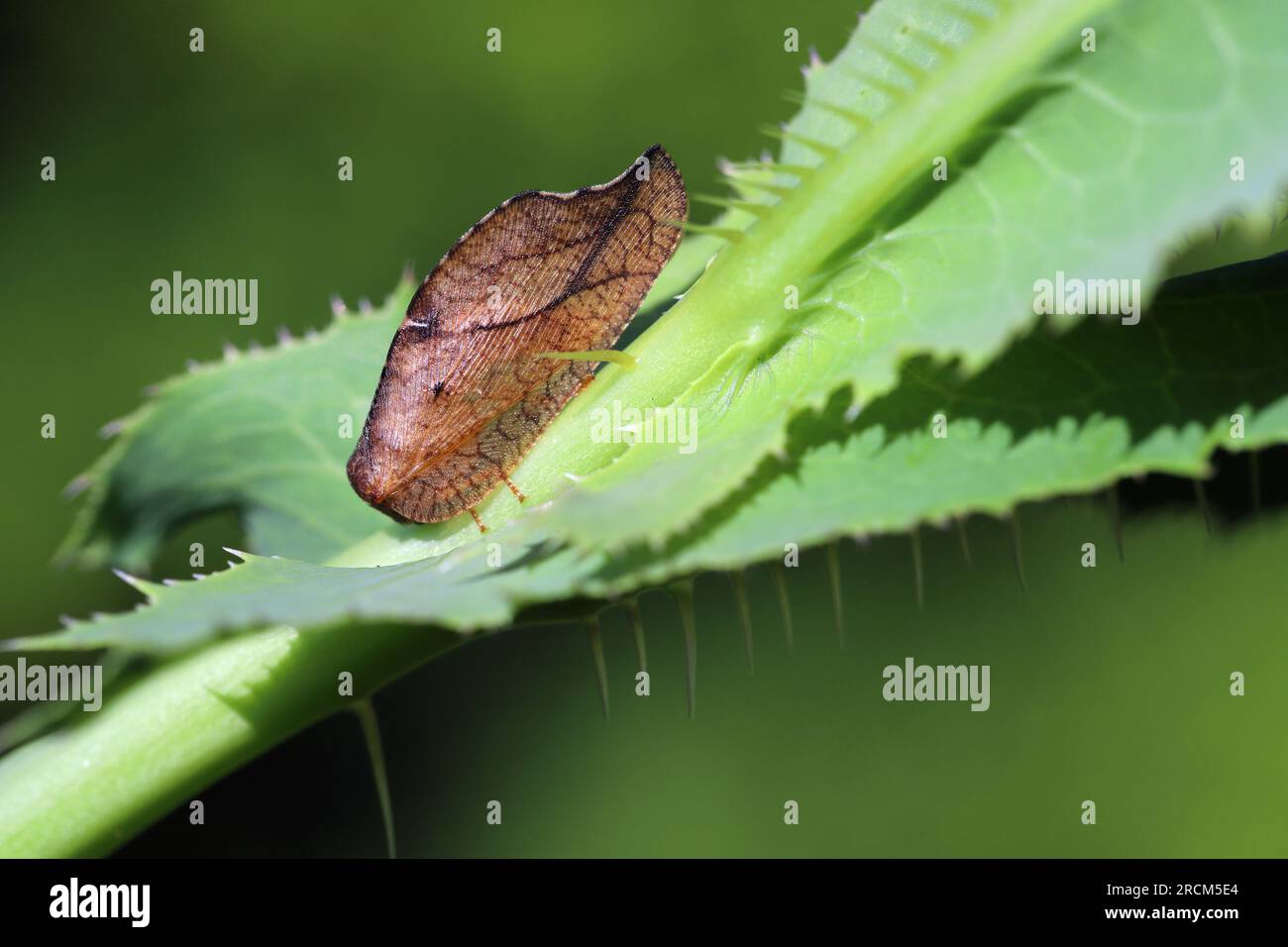 Hook-winged Lacewing (Drepanepteryx phalaenoides). A predatory insect ...